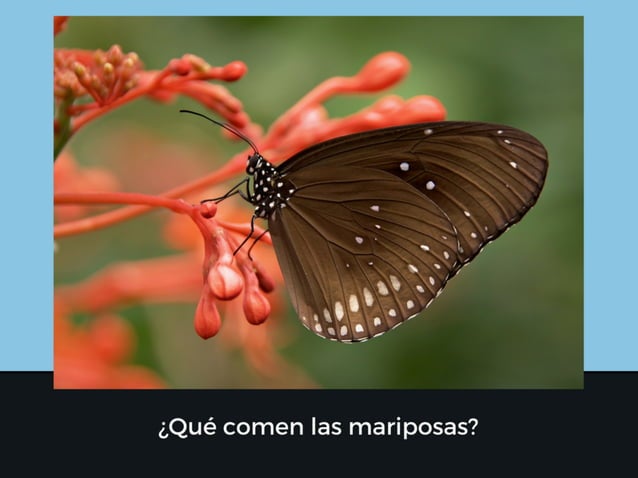 Todo sobre las mariposas | PPT