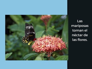 Todo sobre las mariposas | PPT