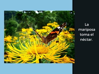 Todo sobre las mariposas | PPT