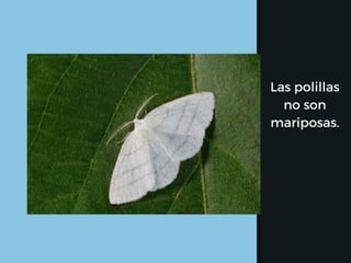Todo sobre las mariposas | PPT