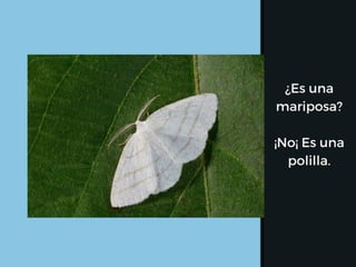 Todo sobre las mariposas | PDF