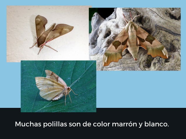Todo sobre las mariposas | PPT