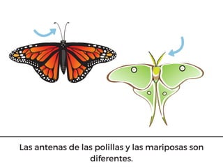 Todo sobre las mariposas | PPT