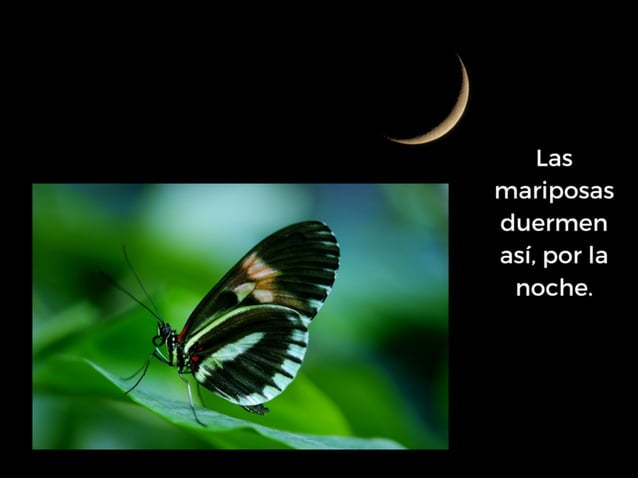 Todo sobre las mariposas | PPT