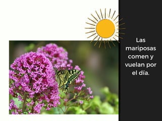 Todo sobre las mariposas | PPT