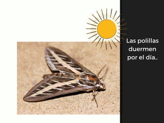 Todo sobre las mariposas | PPT