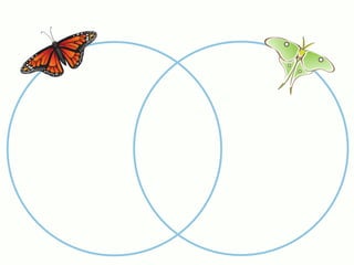 Todo sobre las mariposas | PPT