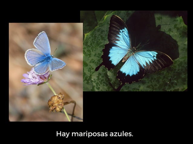 Todo sobre las mariposas | PPT