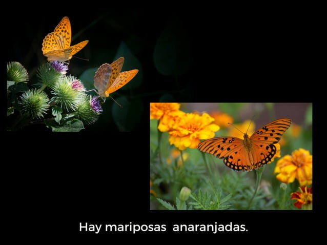 Todo sobre las mariposas | PPT