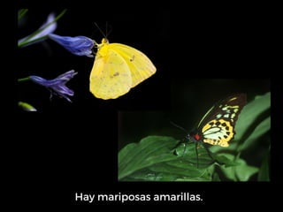 Todo sobre las mariposas | PPT