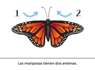 Todo sobre las mariposas | PPT