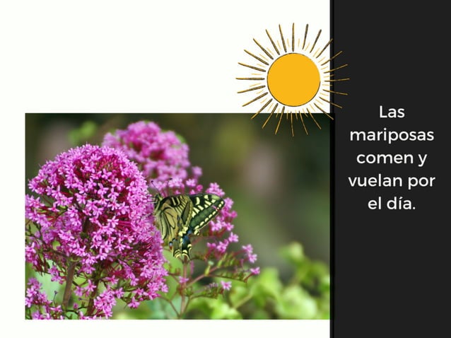 Todo sobre las mariposas