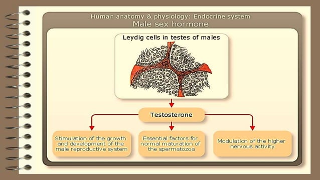 HORMONAL CONTROL OF TESTICULAR FUNCTION | PPTX