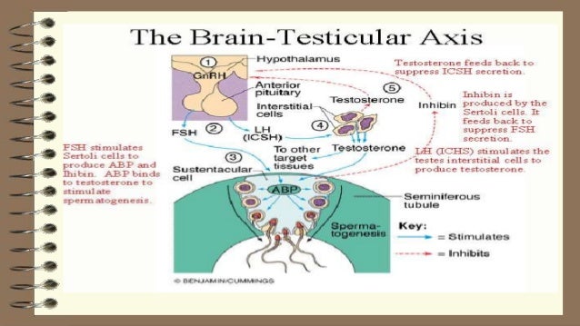 Hormonal Control Of Testicular Function
