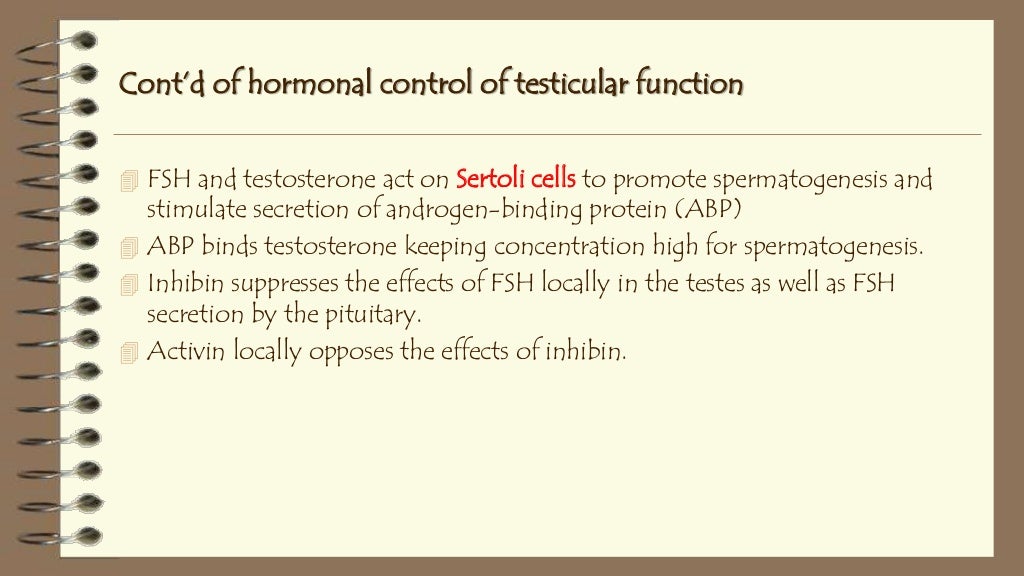 Hormonal Control Of Testicular Function