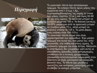 Το γιγάντιο πάντα - Μελίνα | PPT