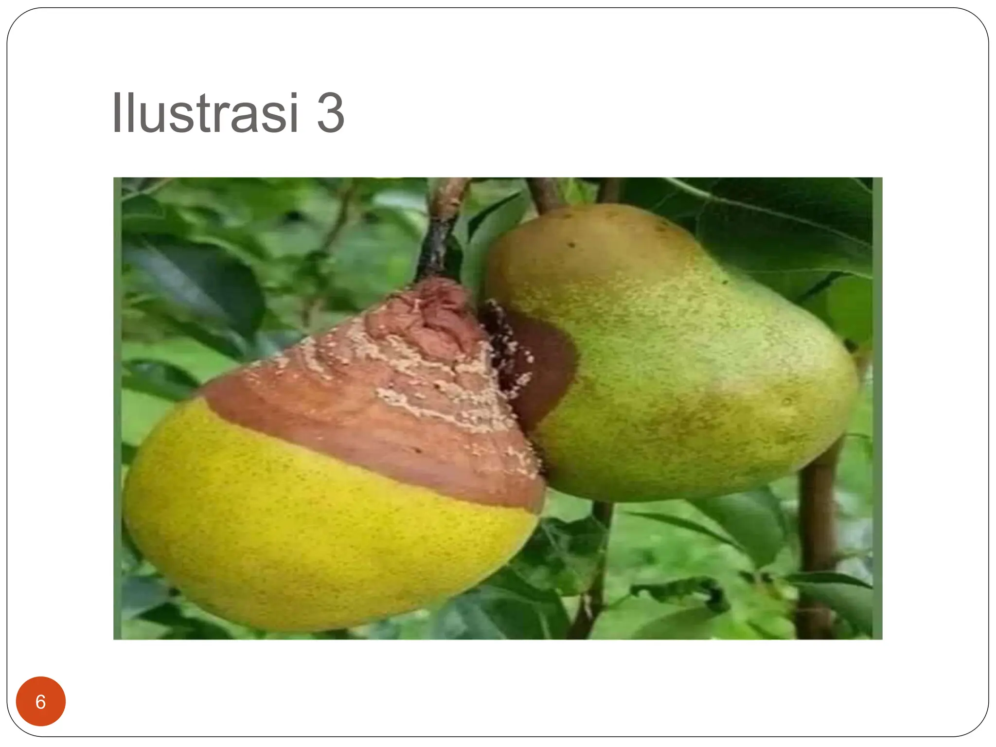 Toksikologi obat dan macam-macam obat yang toksik dan berbahaya.ppt