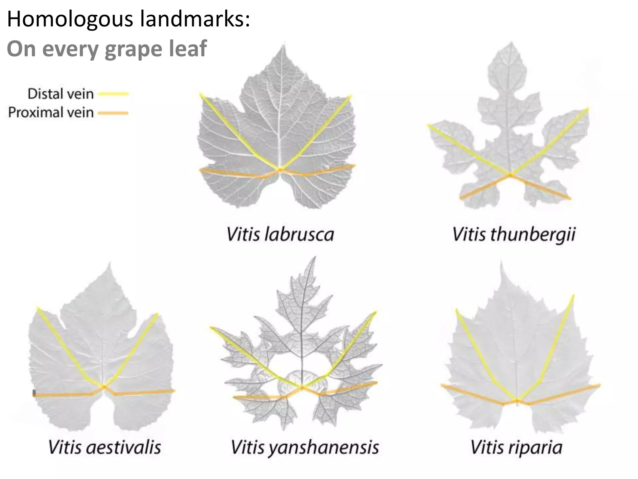 New and old ways of looking at shape: morphometric analysis of leaves | PPT