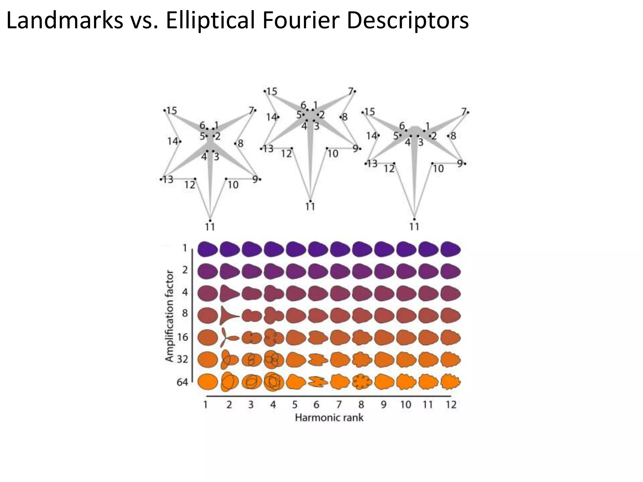 New and old ways of looking at shape: morphometric analysis of leaves | PPT