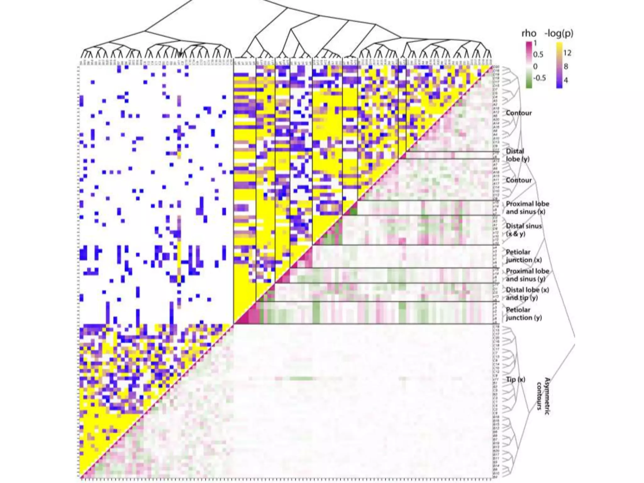 New and old ways of looking at shape: morphometric analysis of leaves | PPT