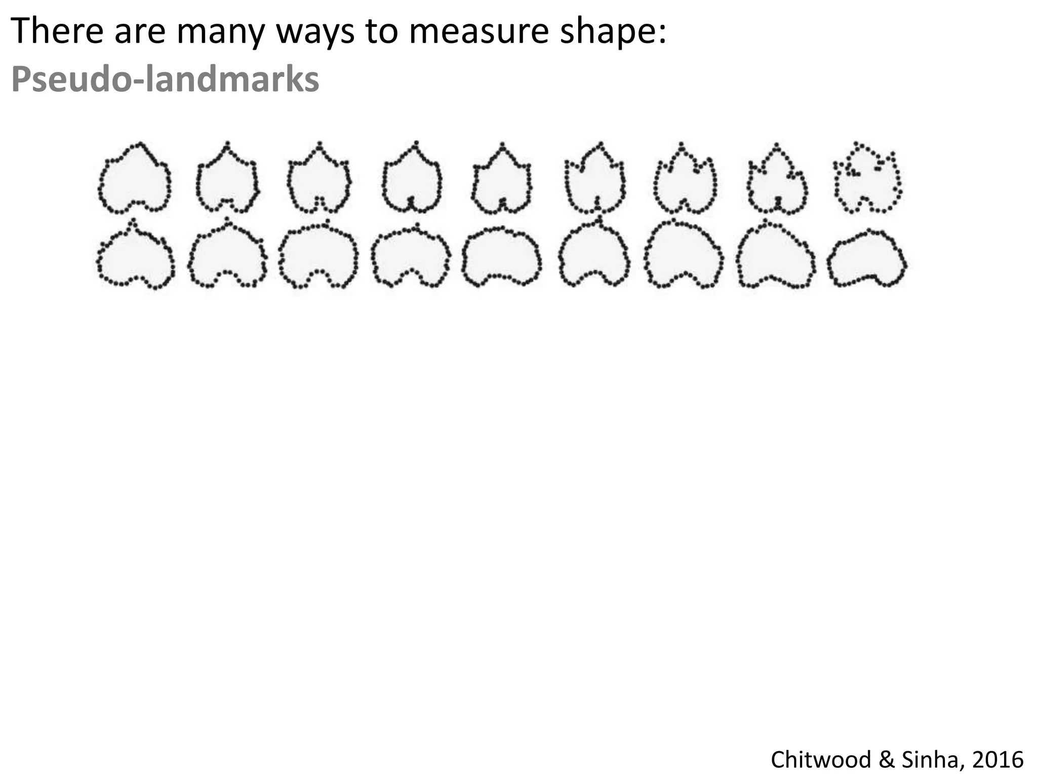 New and old ways of looking at shape: morphometric analysis of leaves | PPT