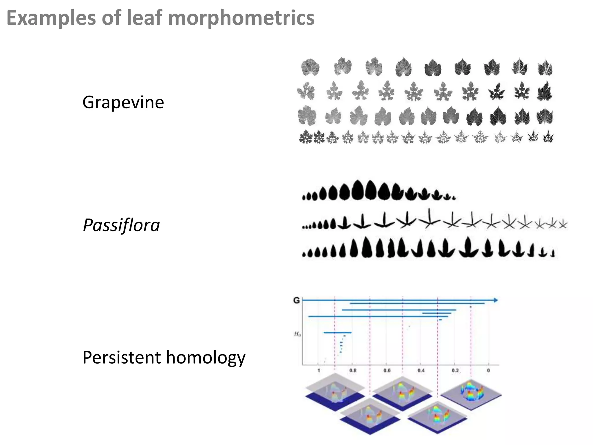 New and old ways of looking at shape: morphometric analysis of leaves | PPT