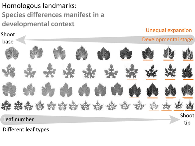 New and old ways of looking at shape: morphometric analysis of leaves | PPT