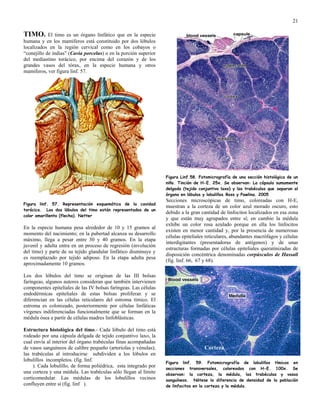 Tejido órganos linfoides | PDF