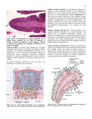Tejido órganos linfoides | PDF
