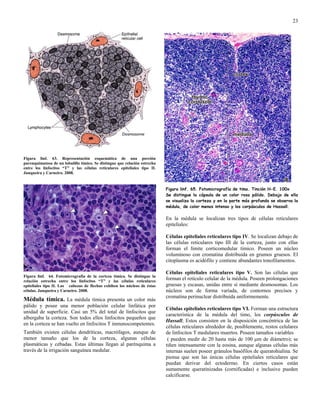 Tejido órganos linfoides | PDF