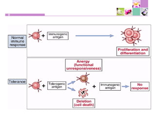 Tolerance & autoimmunity | PPT