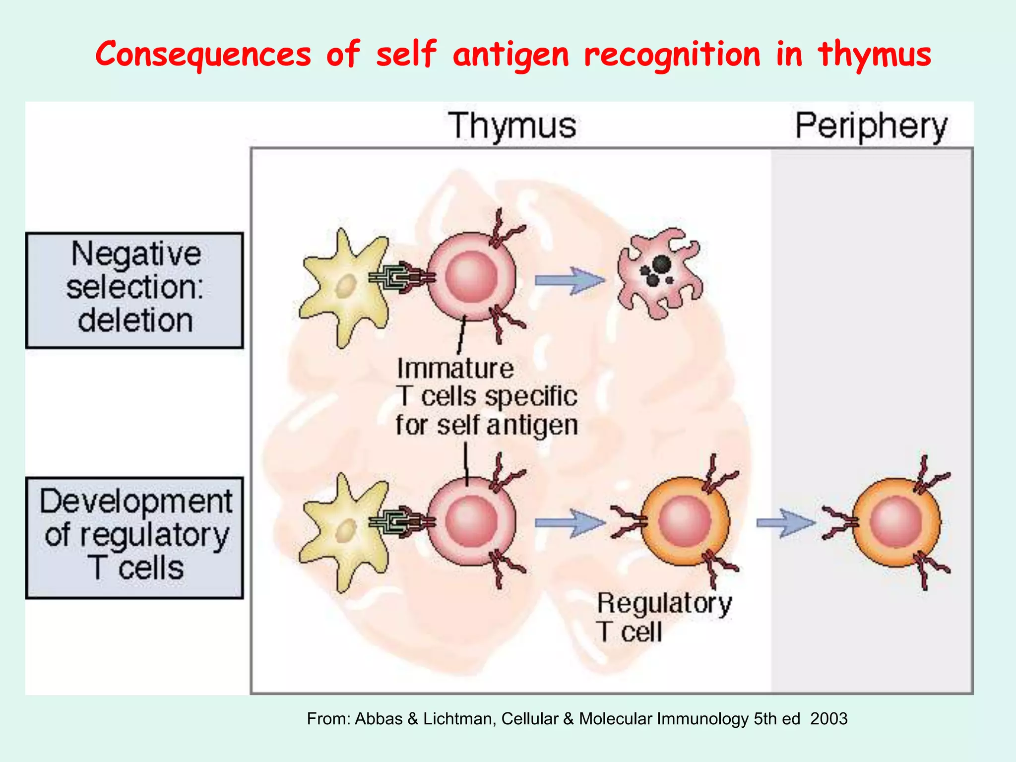Tolerance & autoimmunity and organ specific autoimmune diseases | PPT