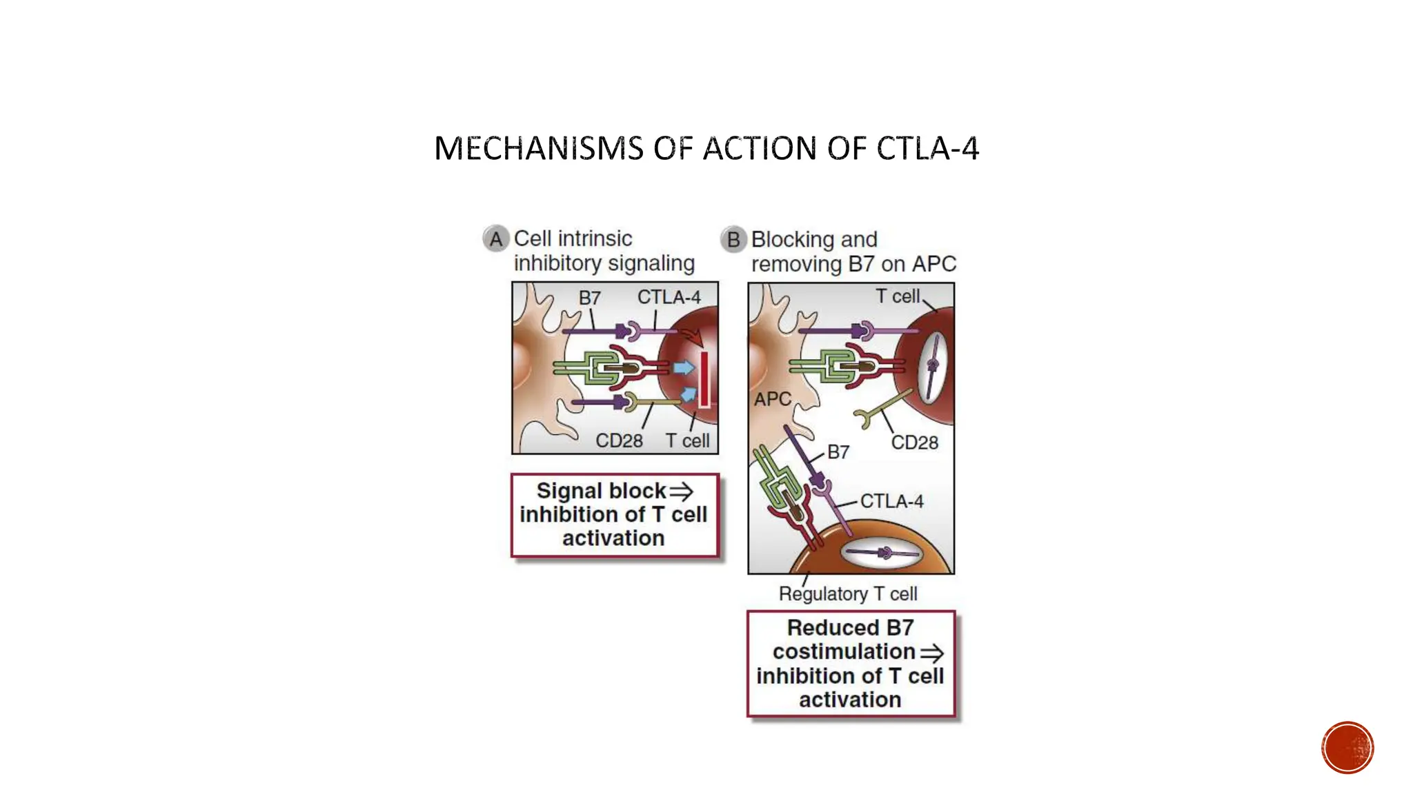 Immunological tolerance and mechanisms involved | PPTX