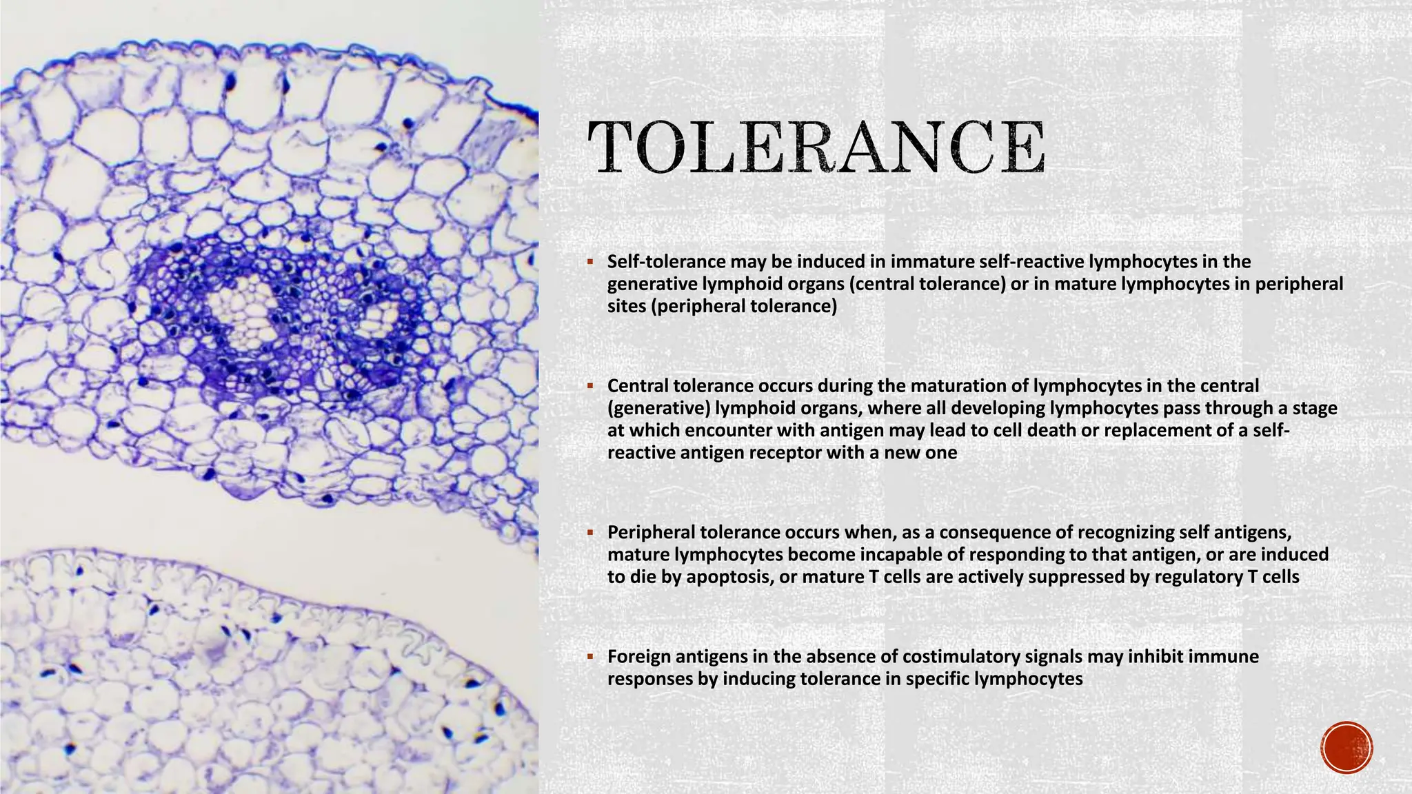 Immunological tolerance and mechanisms involved | PPTX