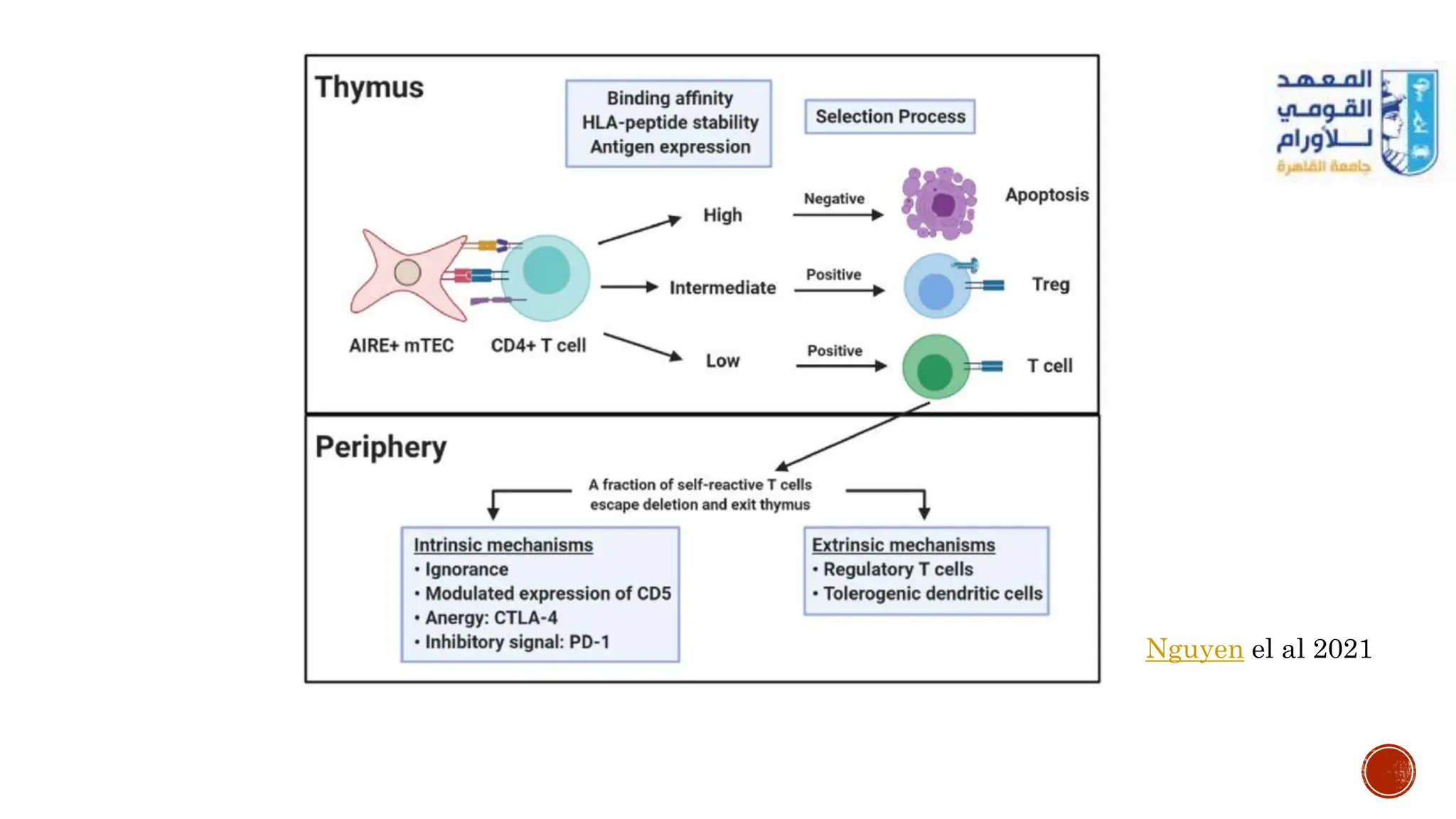 Immunological tolerance and mechanisms involved | PPTX