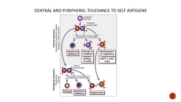 Immunological tolerance and mechanisms involved | PPT