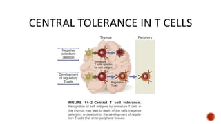 Immunological tolerance and mechanisms involved | PPTX