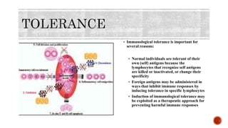 Immunological tolerance and mechanisms involved | PPTX