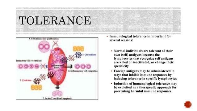 Immunological tolerance and mechanisms involved | PPT