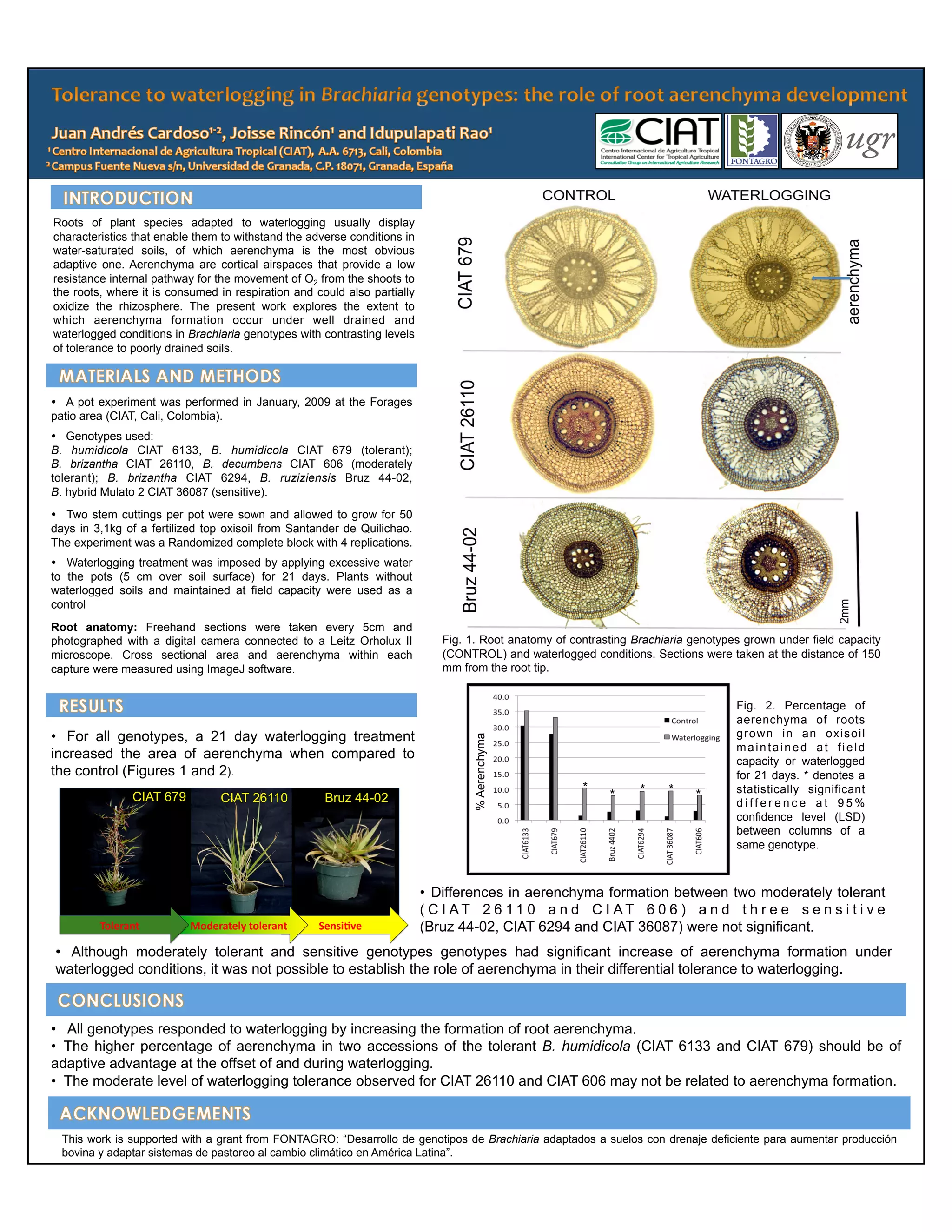 Poster19: Tolerance to waterlogging in Brachiaria genotypes: the role of root aerenchyma ...