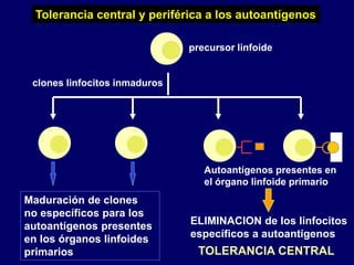 Tolerancia y autoinmunidad | PPTX
