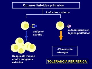 Tolerancia y autoinmunidad | PPTX