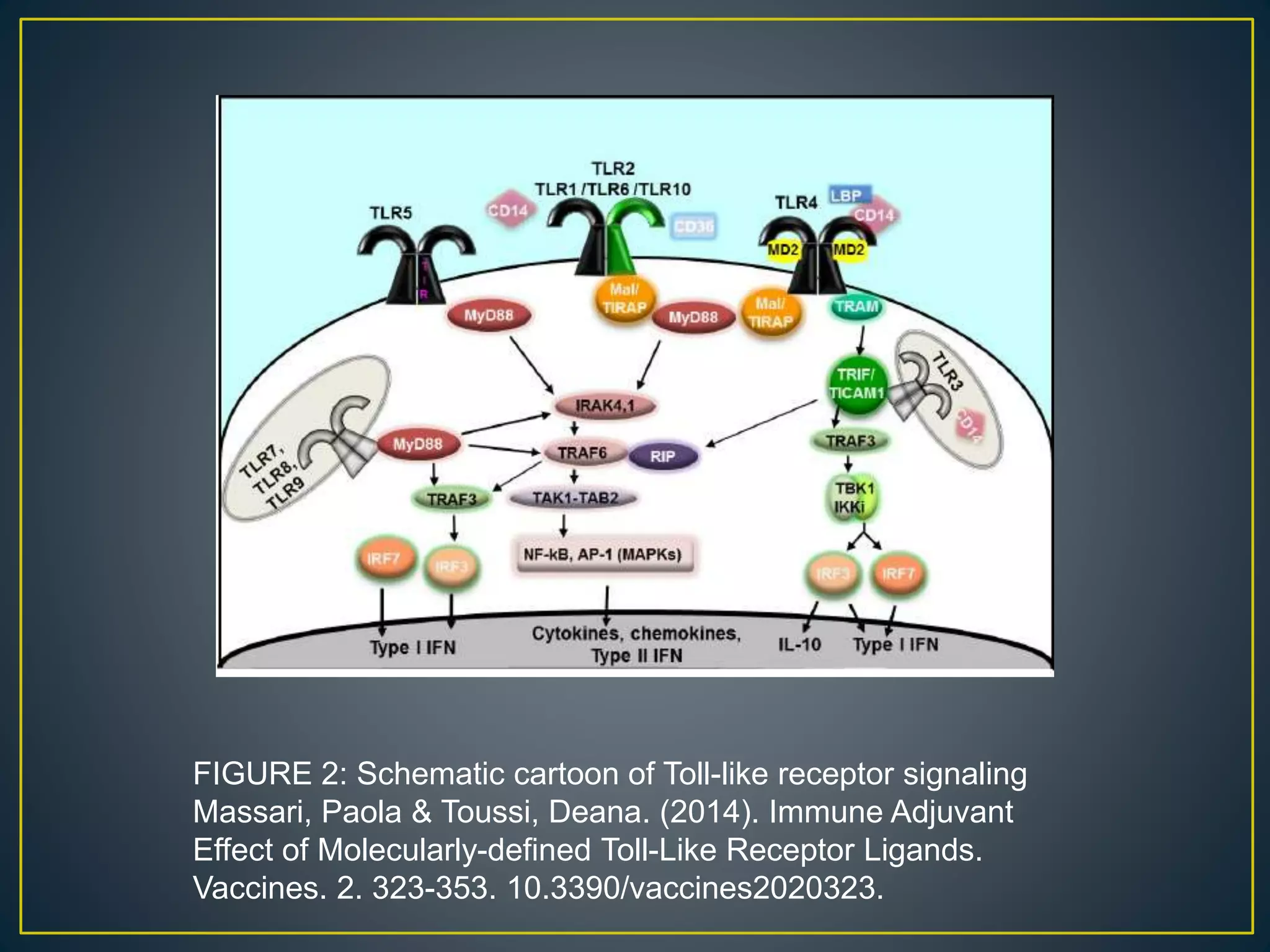 Toll-like receptors | PPTX