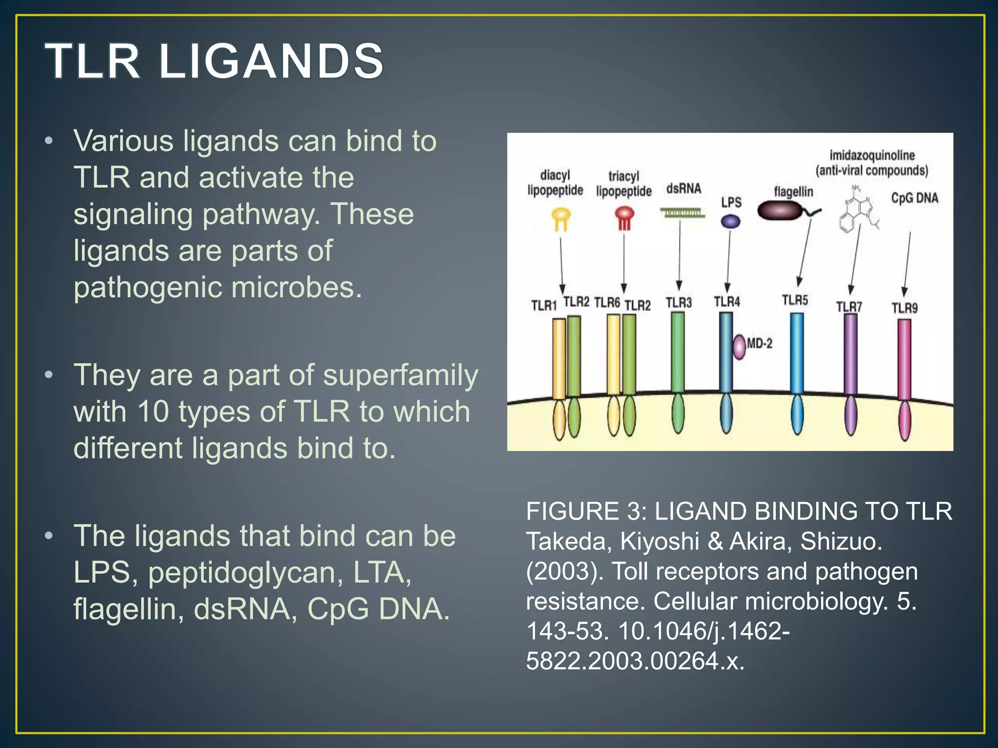 Toll-like receptors | PPTX