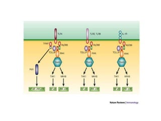 Receptores Toll Like na resposta imune inata | PPT
