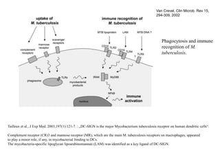 Receptores Toll Like na resposta imune inata | PPT