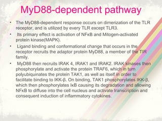 Tol like receptors | PPT