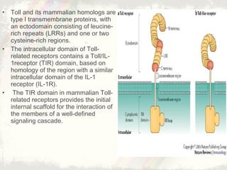 Tol like receptors | PPT
