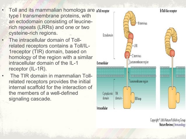 Tol like receptors | PPT | Genetics | Science