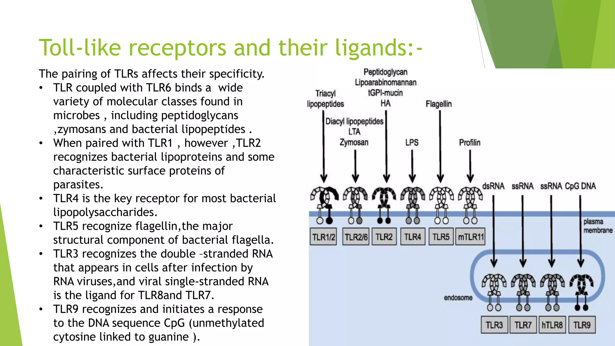 Toll like receptor and MHC | PPTX